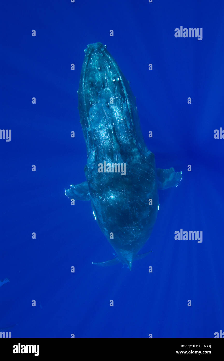 Humpback Whale (Megaptera novaeangliae) floating underwater, top view ...