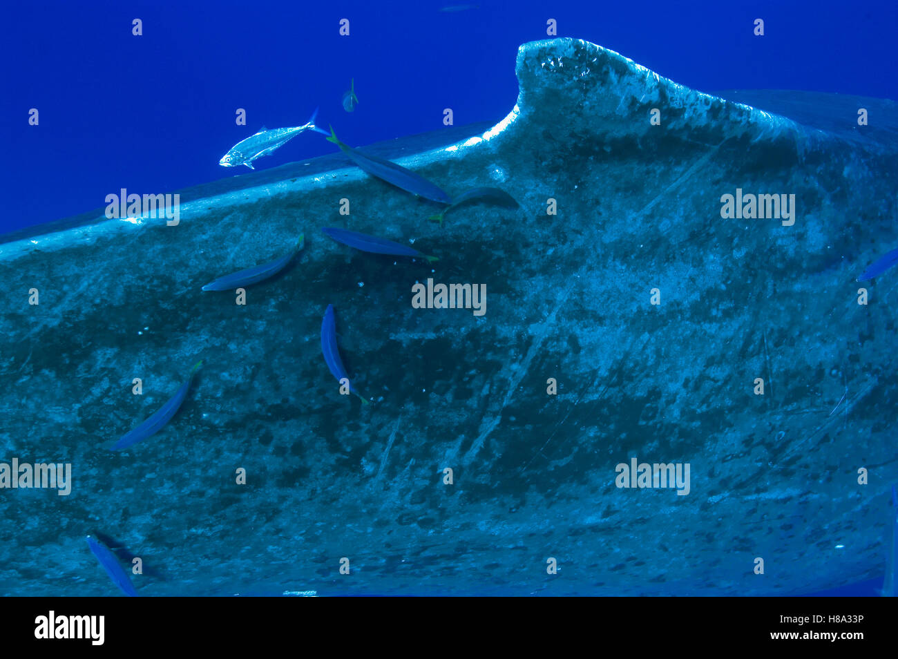 Scavenger fish feeding on Humpback Whale (Megaptera novaeangliae ...