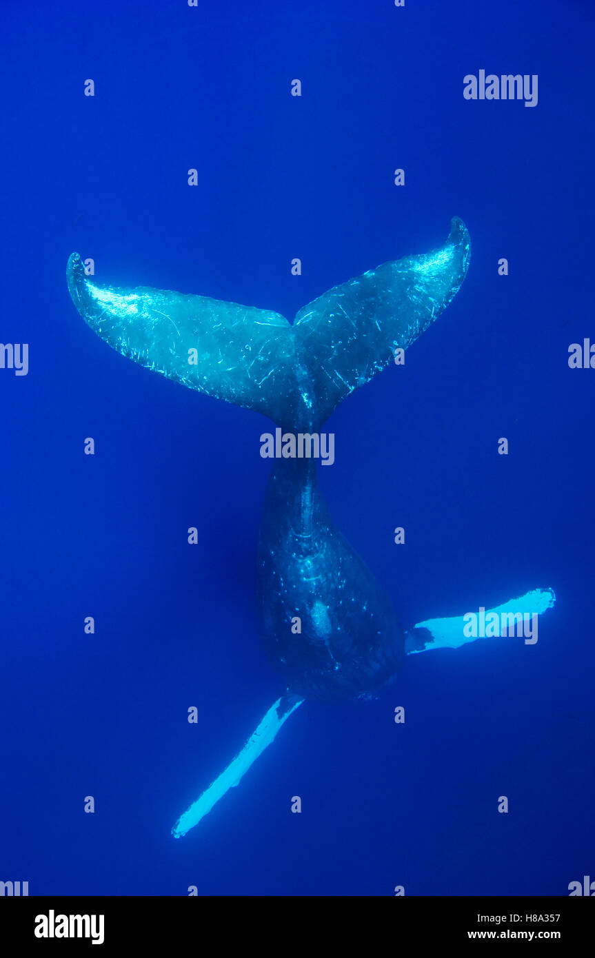 Humpback Whale (Megaptera novaeangliae) headstanding male singer ...