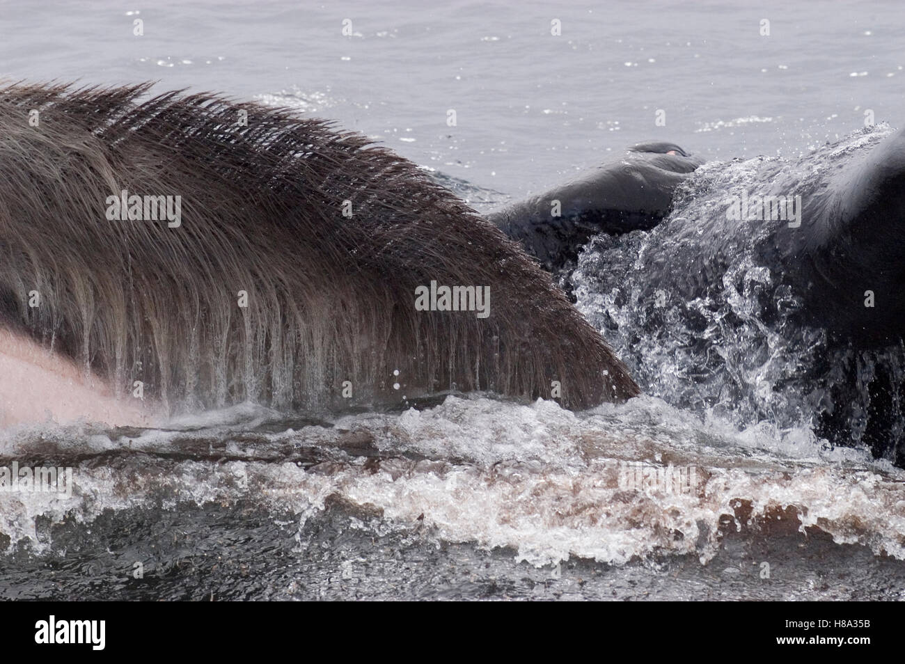 Humpback Whale (Megaptera novaeangliae) showing baleen while gulp ...