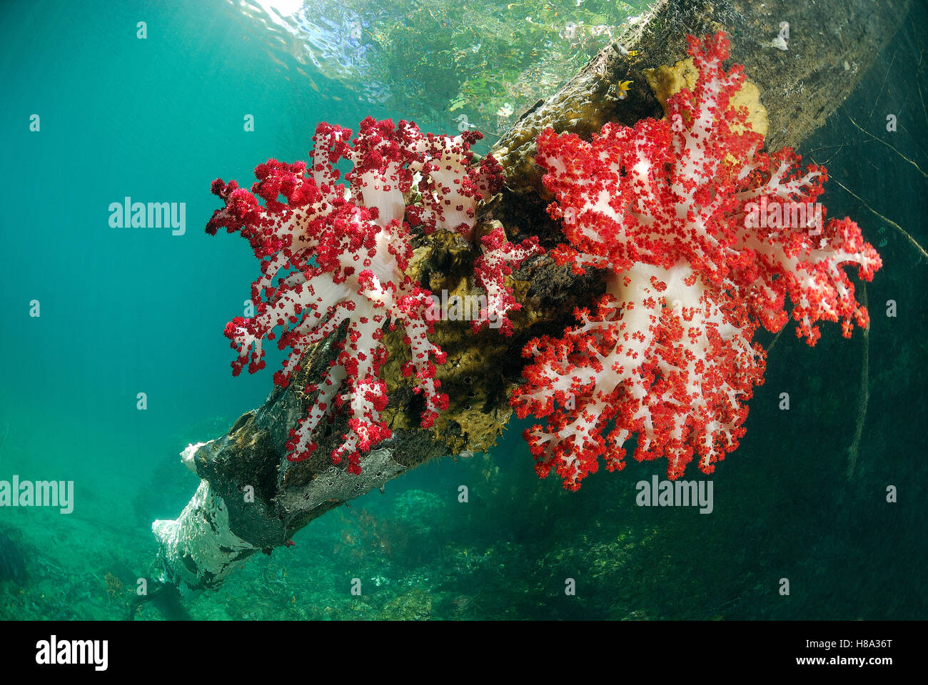 Klunzinger's Soft Coral (Dendronephthya klunzingeri) growing on piling ...