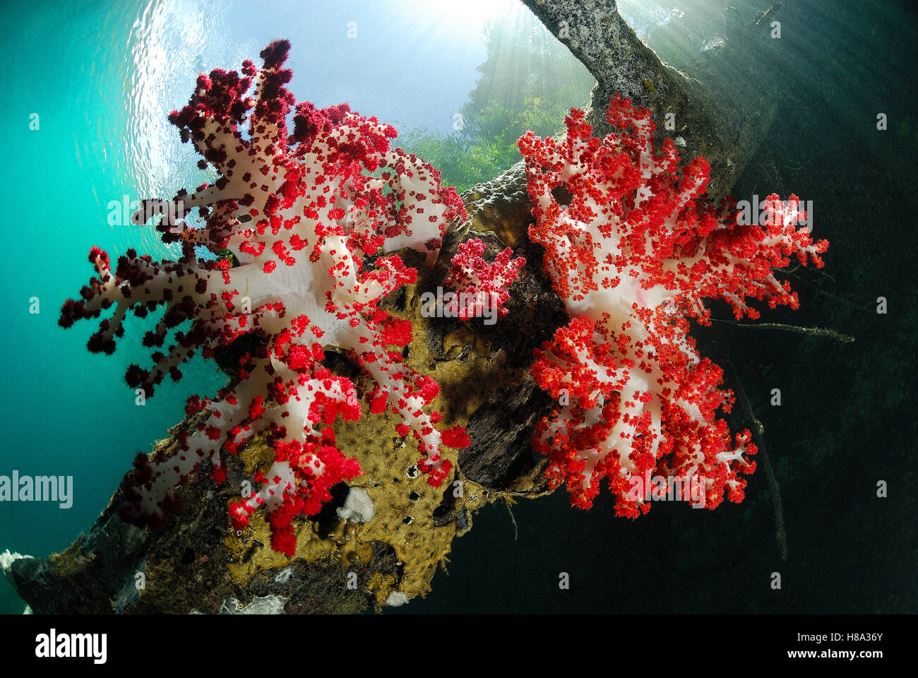 Klunzinger's Soft Coral (Dendronephthya klunzingeri) growing on piling ...