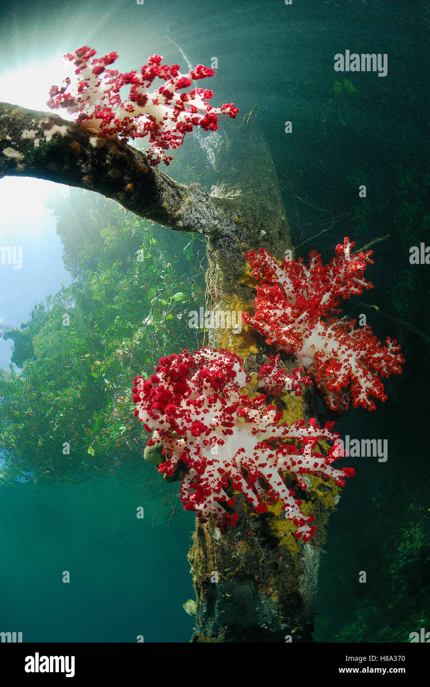 Klunzinger's Soft Coral (Dendronephthya klunzingeri) growing on piling ...