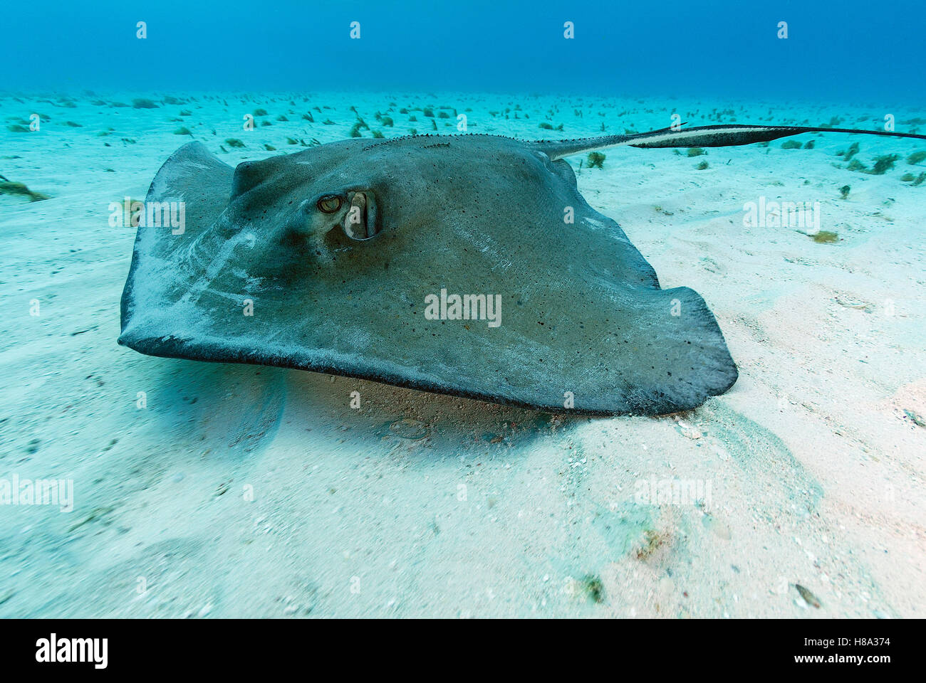 Southern Stingray (Dasyatis americana) at Stingray City, Cayman Islands, Caribbean Sea Stock ...