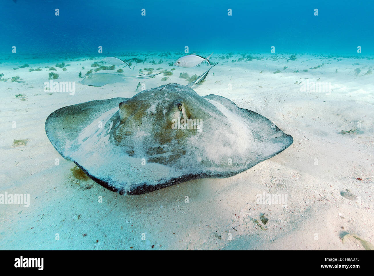 Southern Stingray (Dasyatis americana) at Stingray City, Cayman Islands ...