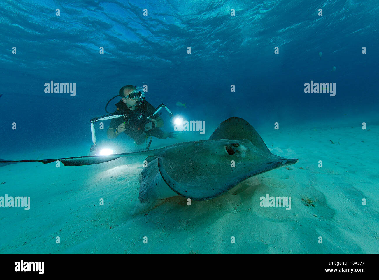 Southern Stingray (Dasyatis americana) and scuba diver at Stingray City ...