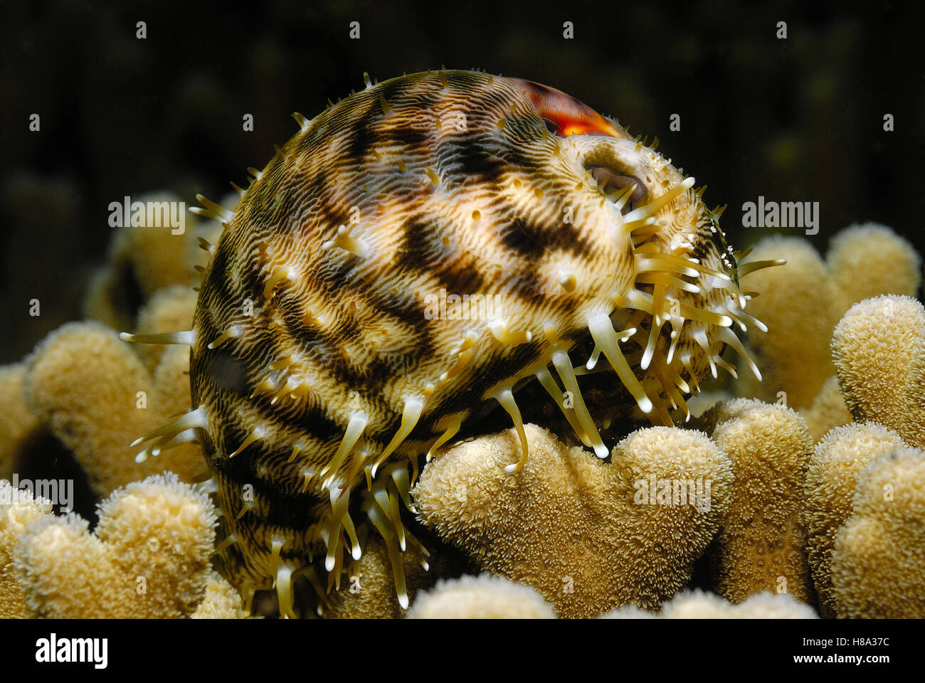 Tiger Cowry (Cypraea tigris) snail on coral reef, Indonesia Stock Photo ...