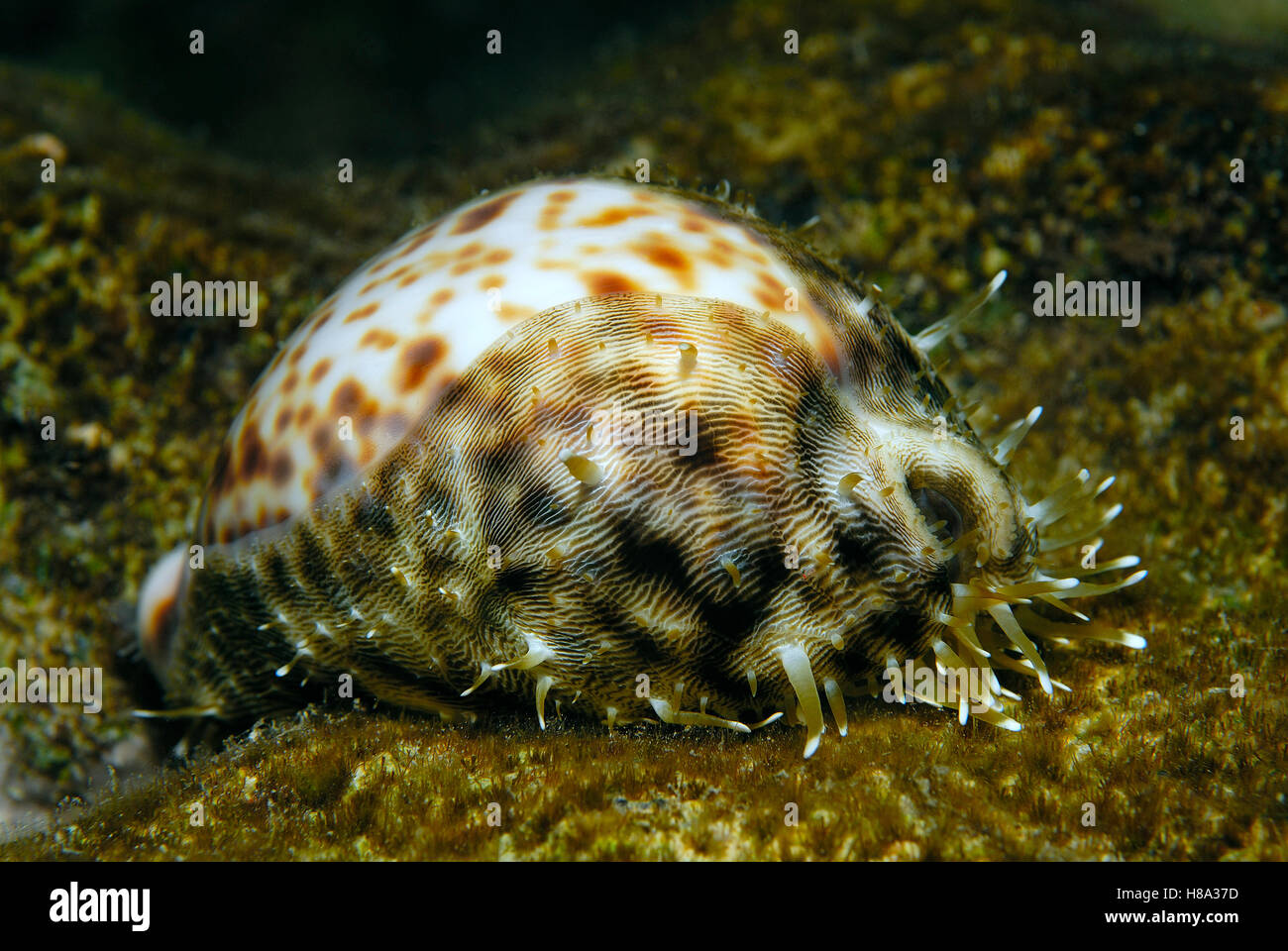 Tiger Cowry (Cypraea tigris) with mantle partially extended, Indonesia ...