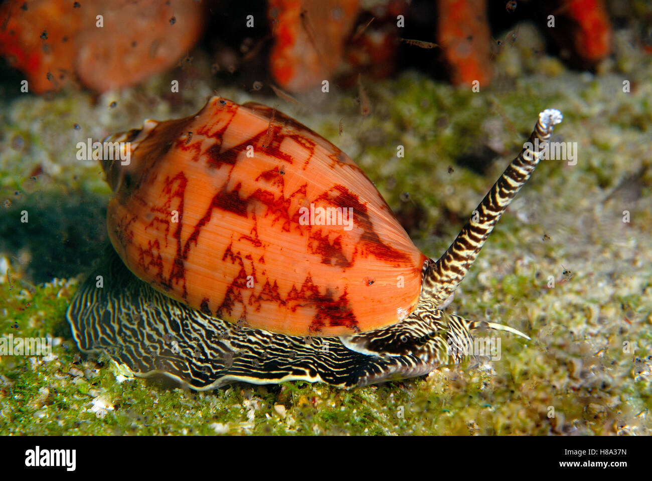 Volutes Shell (Cymbiola vespertilio) snail, Indonesia Stock Photo - Alamy
