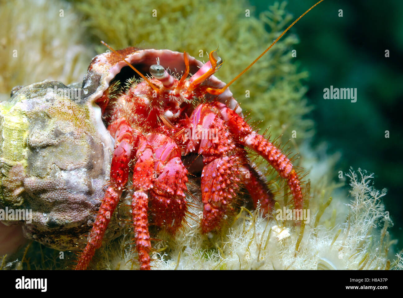 Hermit Crab (Clibanarius erythropus), Mediterranean Sea Stock Photo - Alamy
