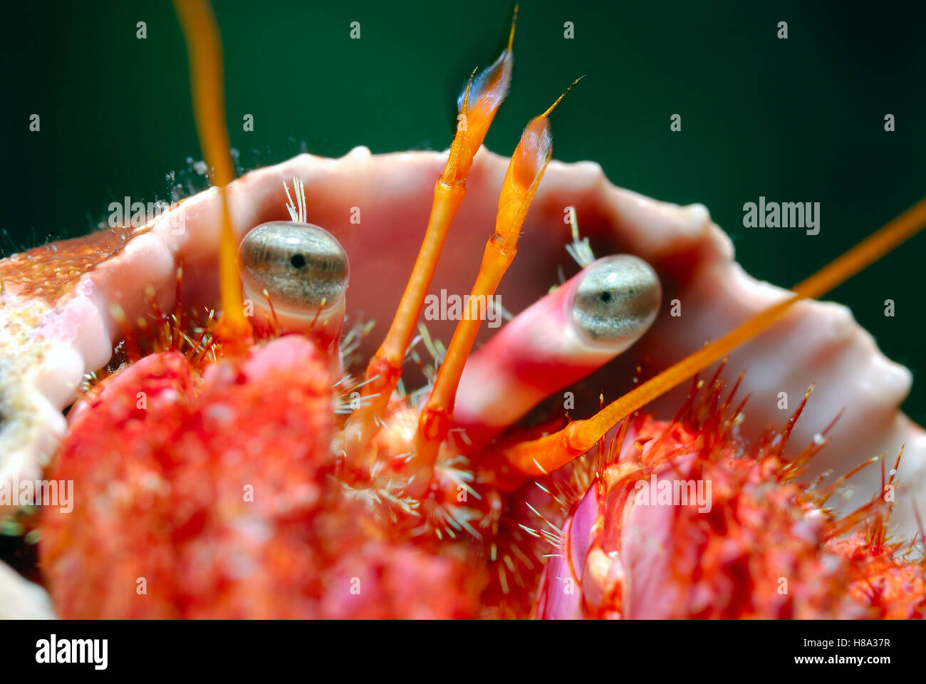 Clibanarius hi-res stock photography and images - Alamy