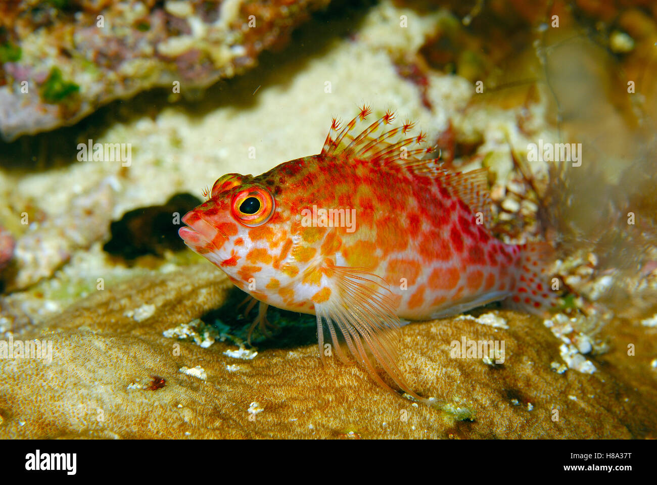 Dwarf Hawkfish (Cirrhitichthys falco) on coral, Indonesia Stock Photo ...