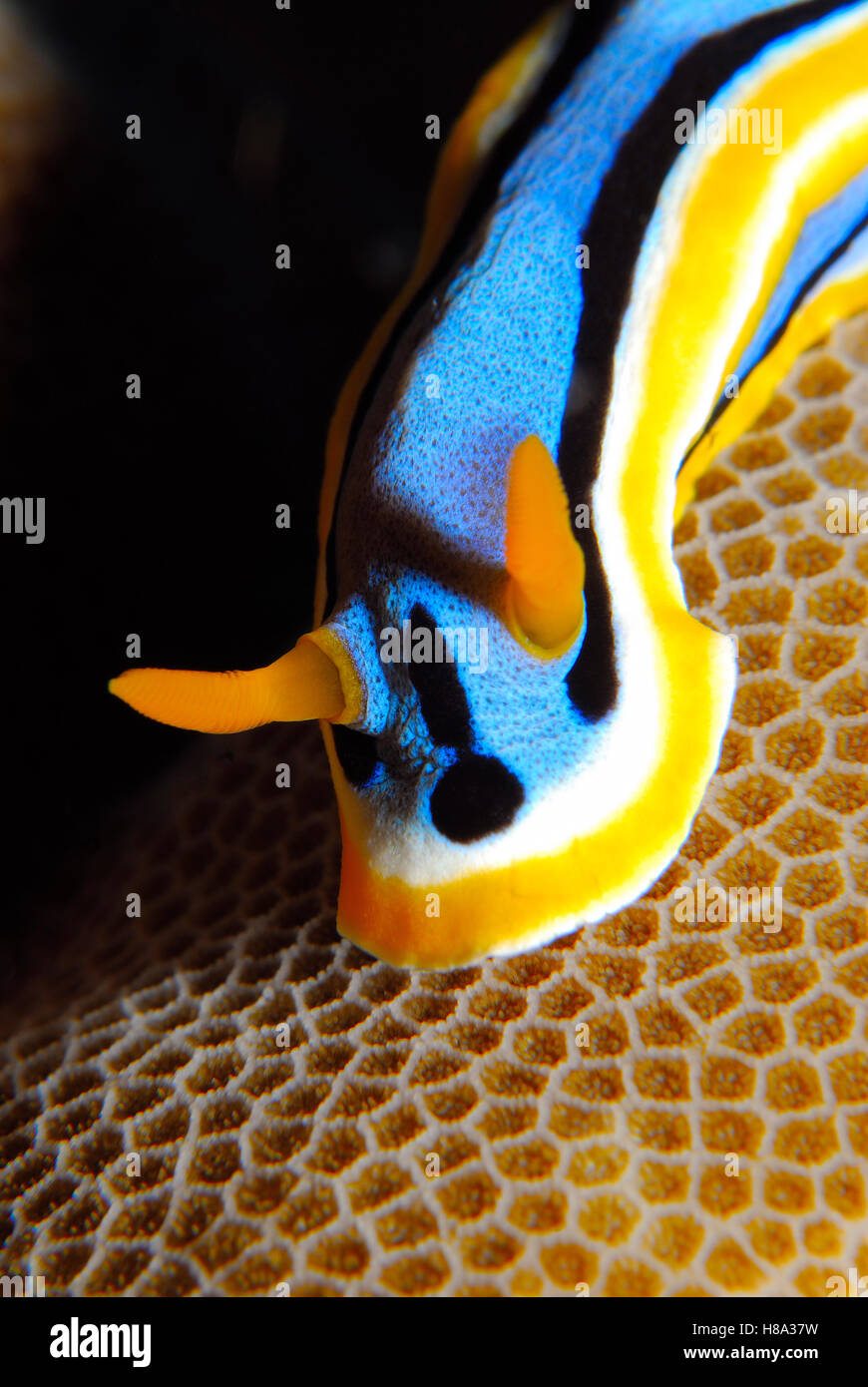 Pyjama Slug (Chromodoris quadricolor) nudibranch on coral, Indonesia ...