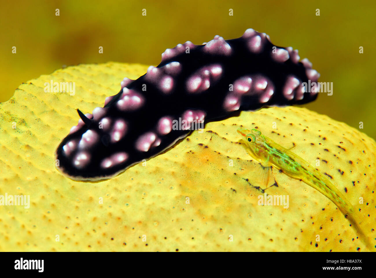 Nudibranch (Phyllidiella pustulosa), Indonesia Stock Photo - Alamy