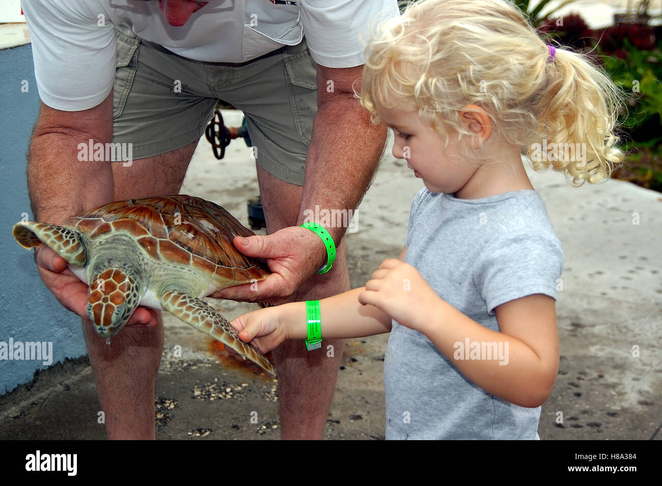 Green Sea Turtle (Chelonia mydas) being held by man and child, Cayman ...