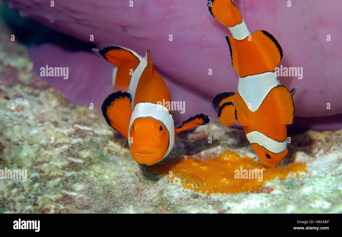 Clown Anemonefish (Amphiprion ocellaris) pair tending to eggs ...