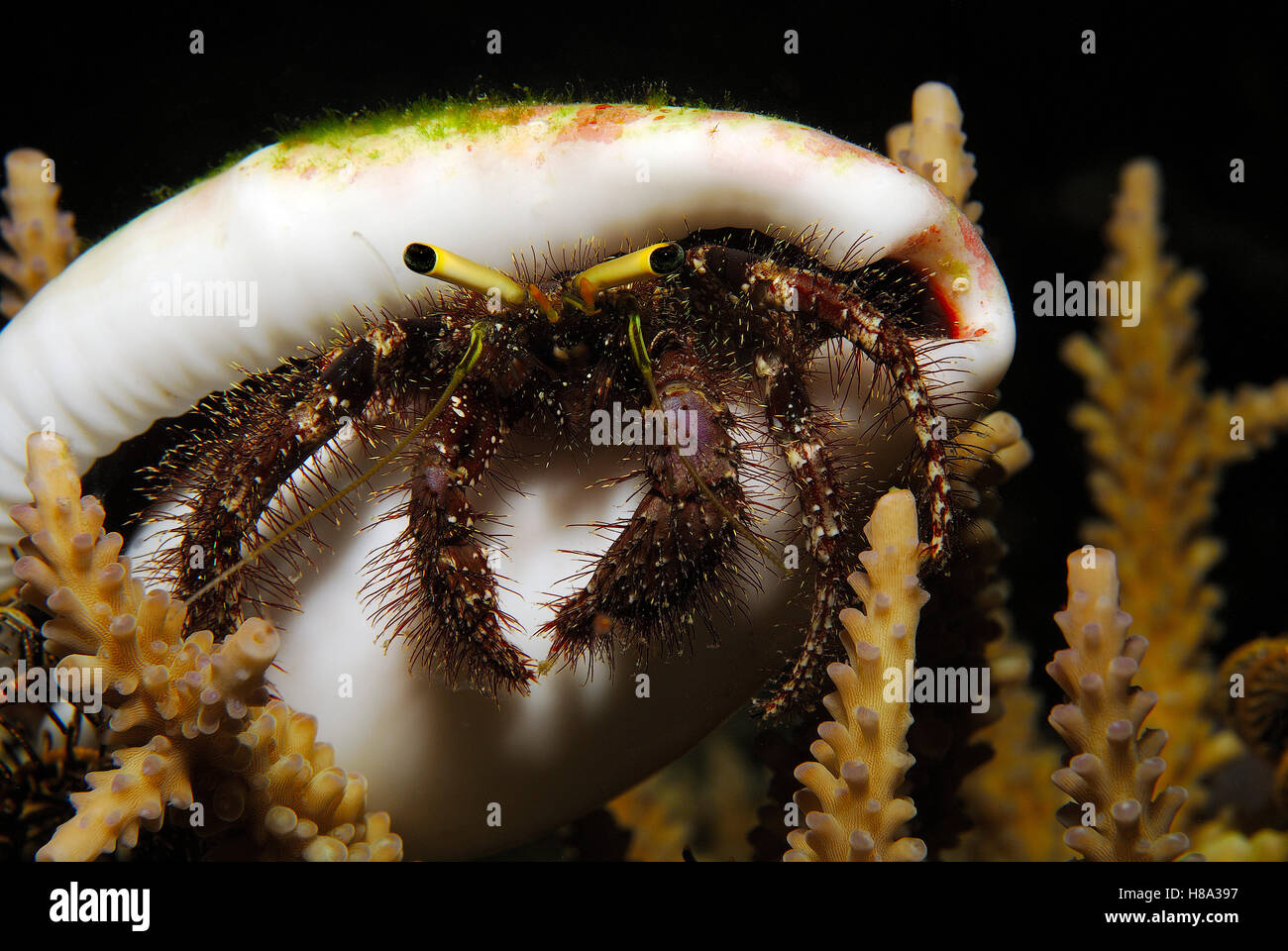 Left-handed Hermit Crab (Paguristes sp), Indonesia Stock Photo - Alamy