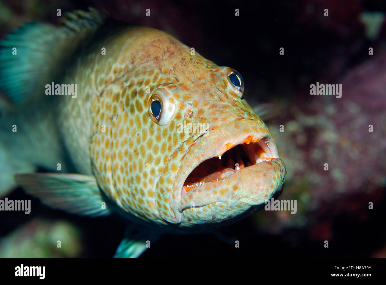 Tiger Grouper (Mycteroperca tigris), Cayman Islands, Caribbean Sea ...