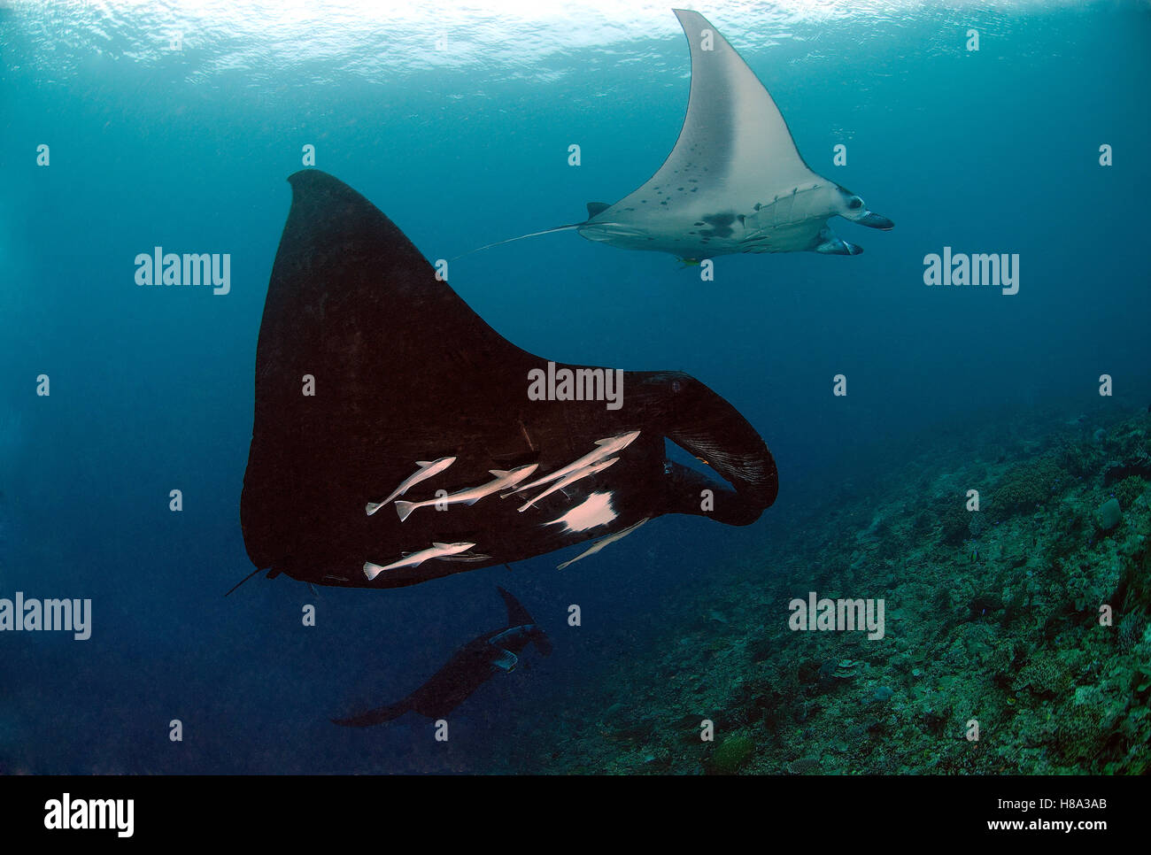 Manta Ray (Manta birostris) group with Remoras (Remora remora ...