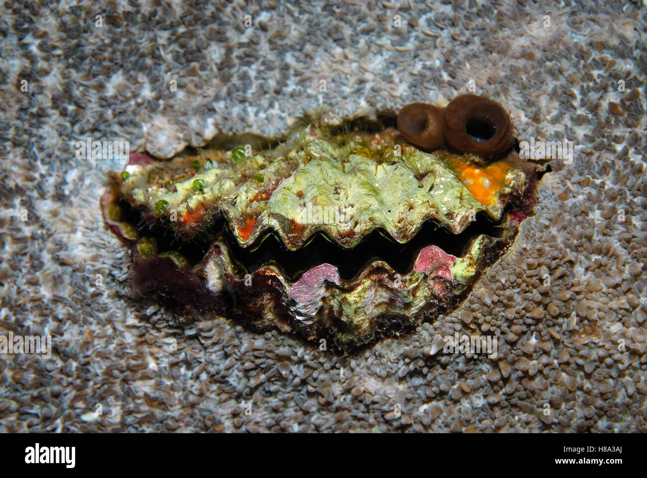 Zig Zag Oyster (Lopha folium), Indonesia Stock Photo - Alamy