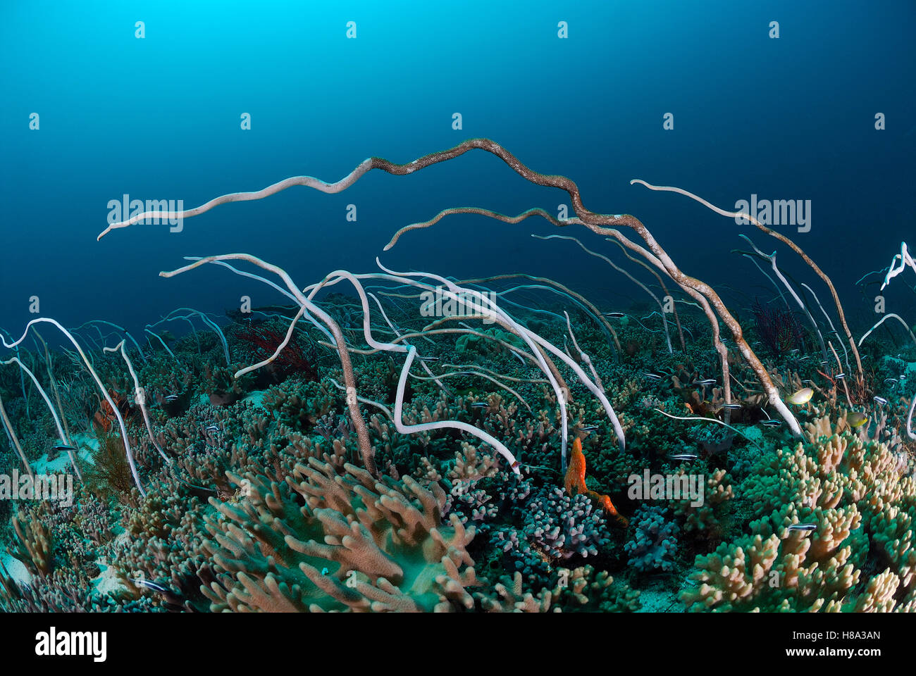 Sea Fan (Junceella fragilis) colony on coral reef, Indonesia Stock ...