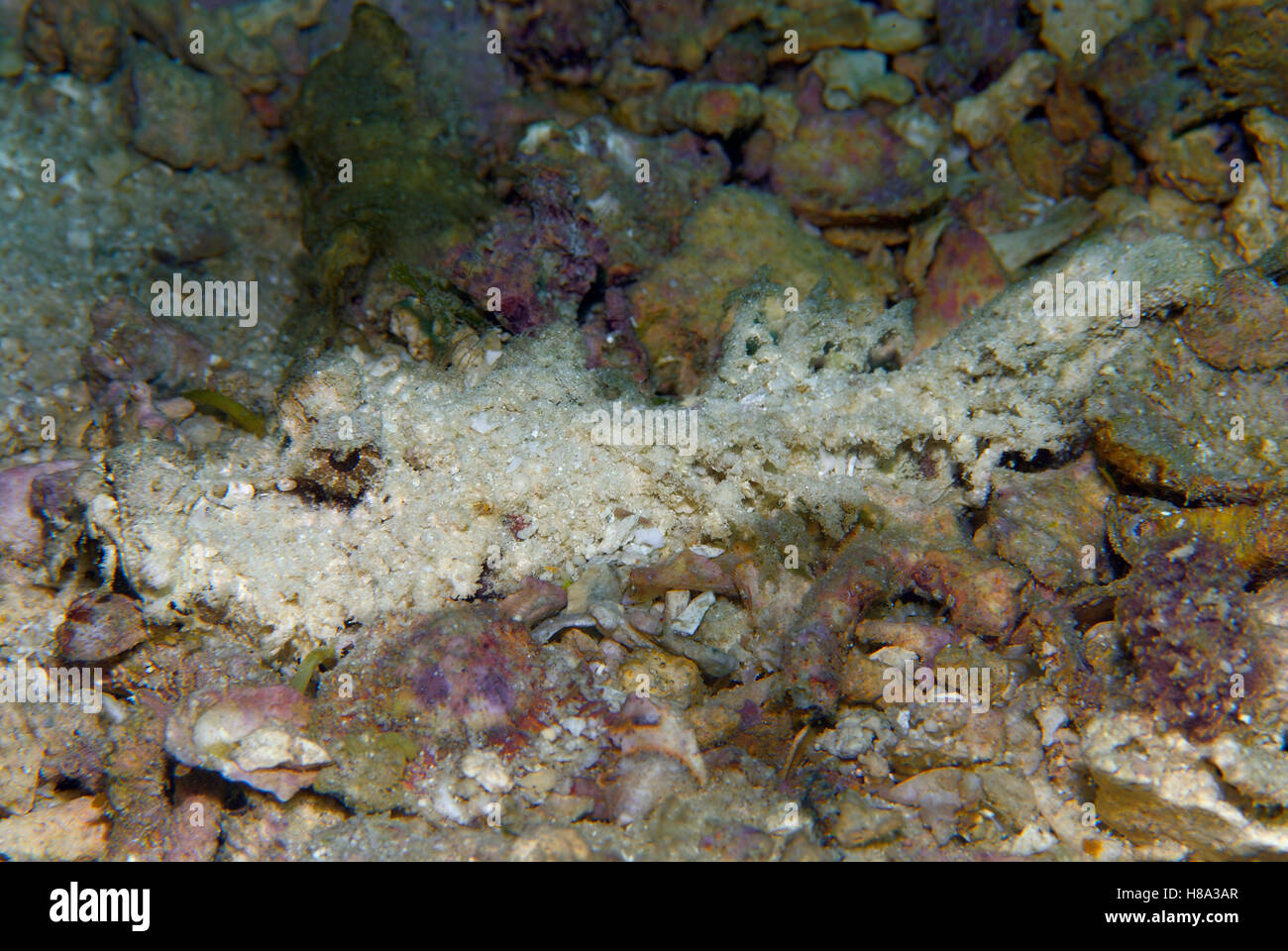 Two-stick Stingfish (Inimicus filamentosus) camouflaged on seafloor ...