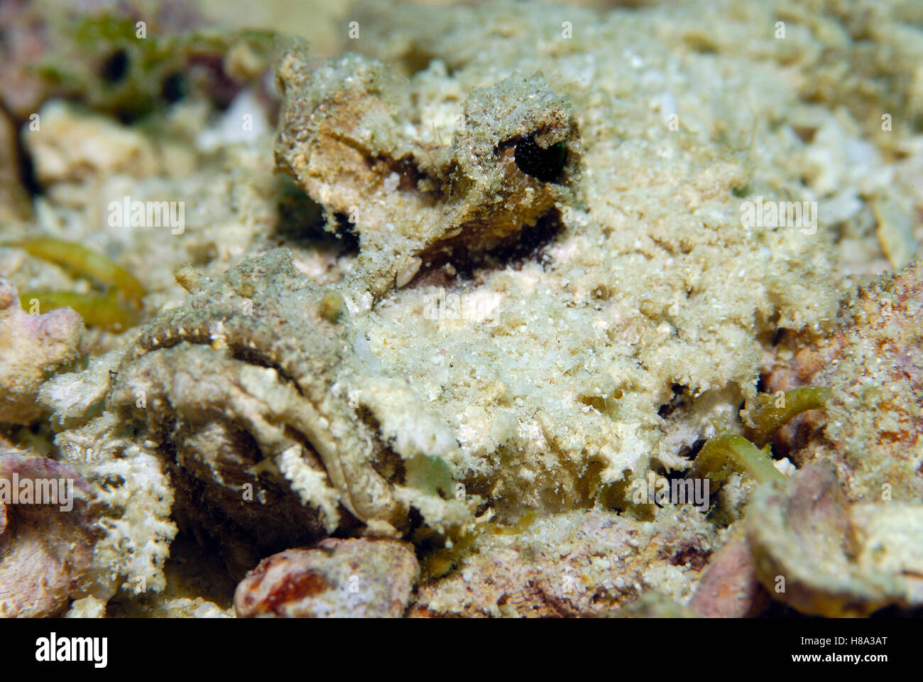 Two-stick Stingfish (Inimicus filamentosus) camouflaged on seafloor ...