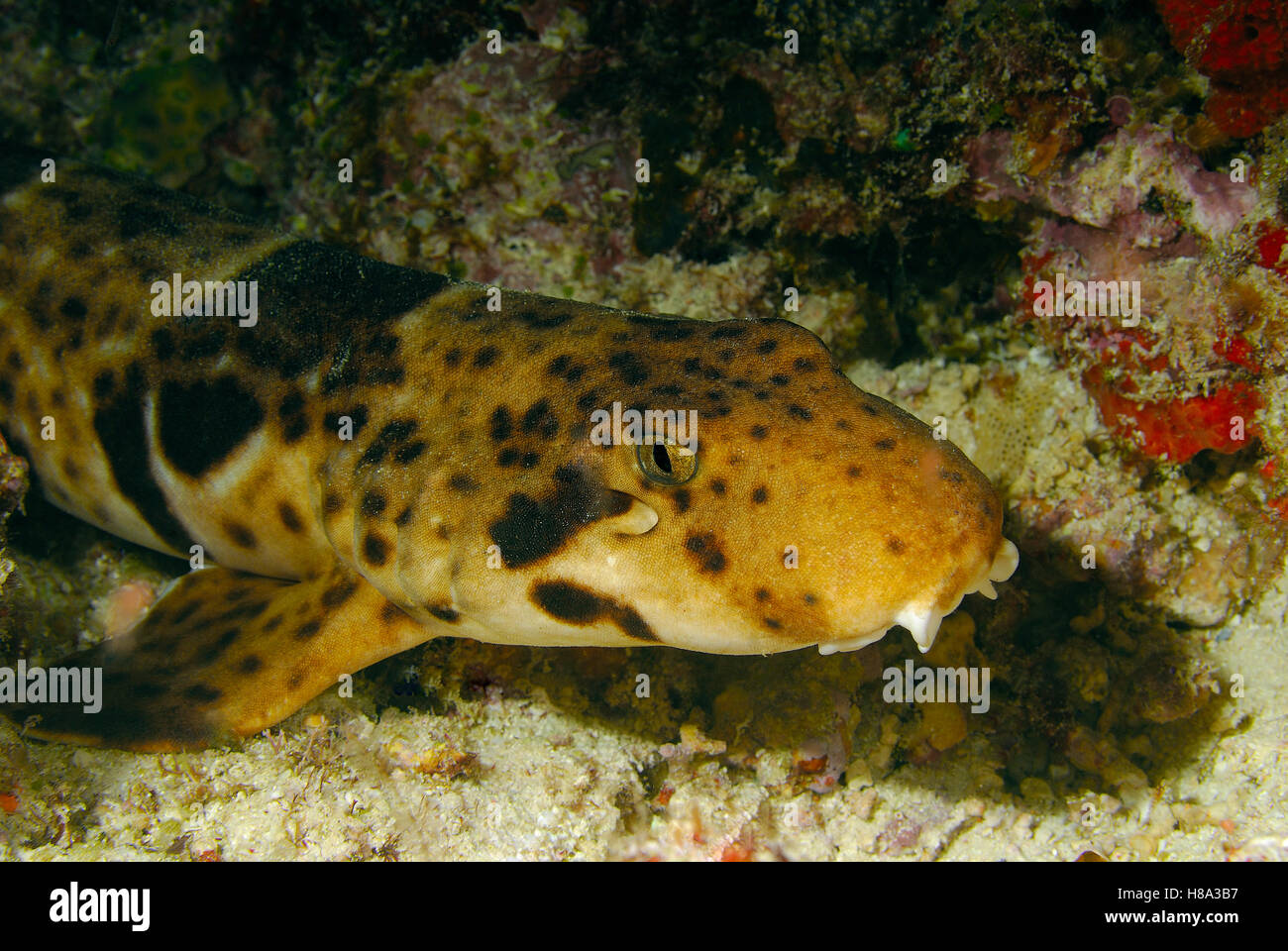Epaulette Shark (Hemiscyllium ocellatum), Indonesia Stock Photo - Alamy
