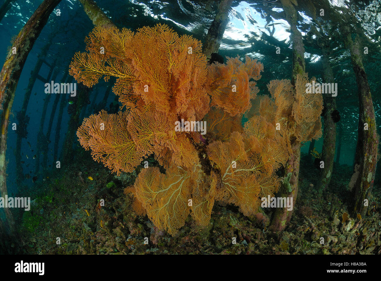 Common Sea Fan (Gorgonia ventalina) growing on dock pilings, Indonesia ...