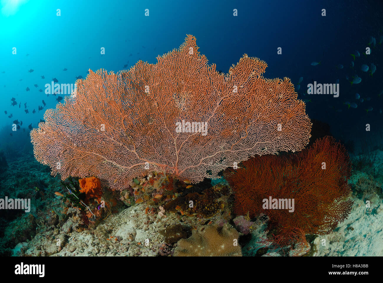 Common Sea Fan (Gorgonia ventalina) on coral reef, Indonesia Stock ...