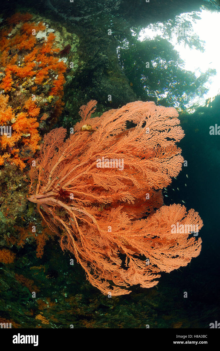 Common Sea Fan (Gorgonia ventalina) growing on coral reef, Indonesia ...