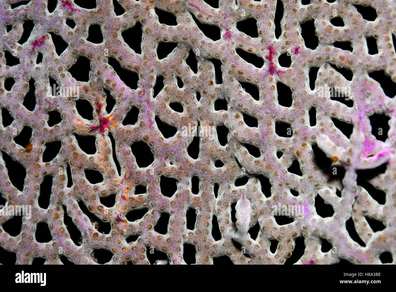 Venus Sea Fan (Gorgonia flabellum), Cayman Islands, Caribbean Sea Stock ...
