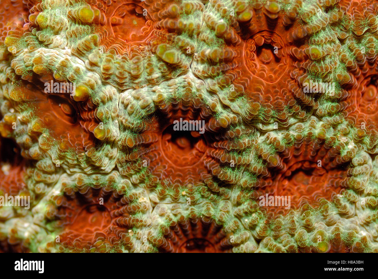 Stony Coral (Faviidae) stone coral detail, Indonesia Stock Photo - Alamy