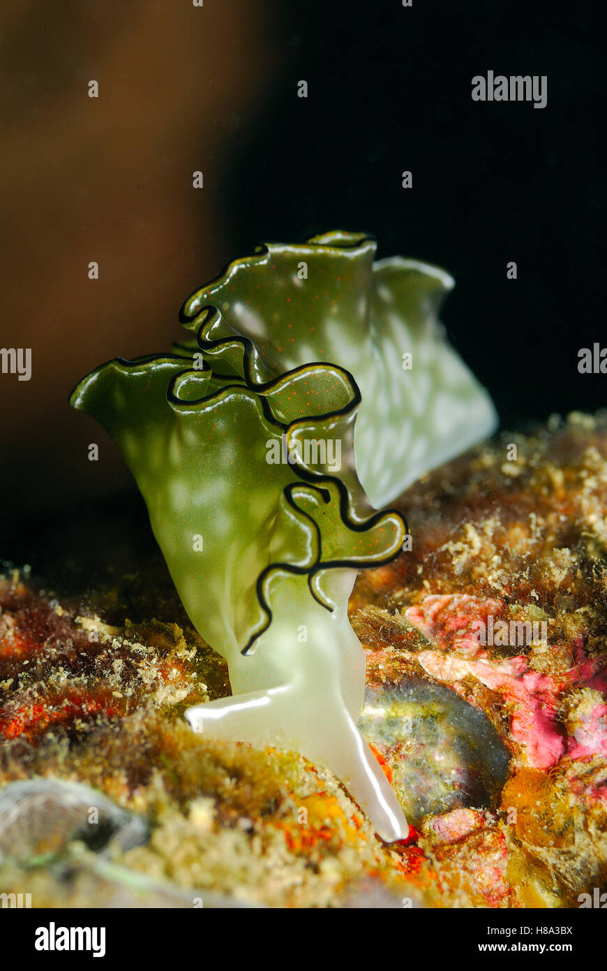 Ornate Elysia (Elysia ornata) sea slug, Indonesia Stock Photo - Alamy