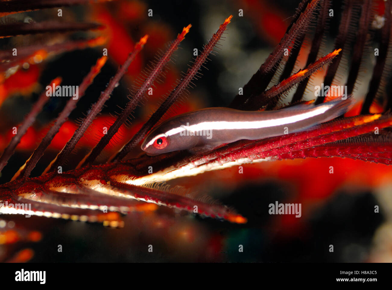 Clingfish (Discotrema sp) camouflaged against crinoid, Indonesia Stock ...