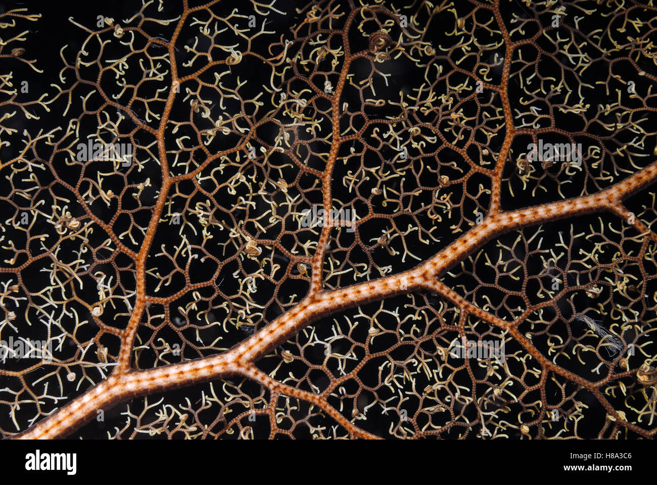 Brittlestar (Astroboa nuda) detail, Indonesia Stock Photo - Alamy