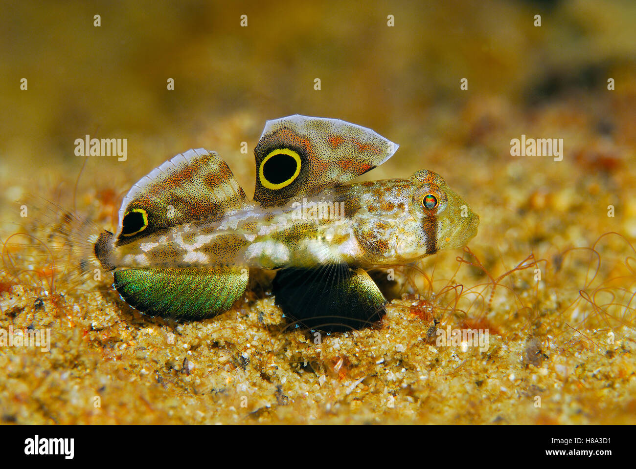 Signal Goby (Signigobius biocellatus) showing false eyespots, Indonesia ...