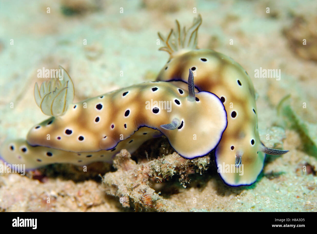 Tyron's Risbecia (Risbecia tryoni) nudibranch pair mating, Indonesia ...