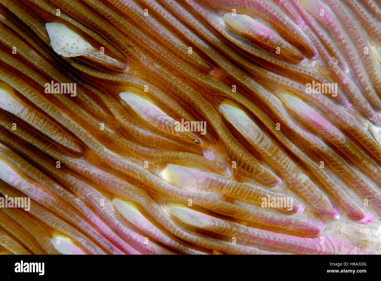Mushroom Coral (Podabacia crustacea) detail, Indonesia Stock Photo - Alamy