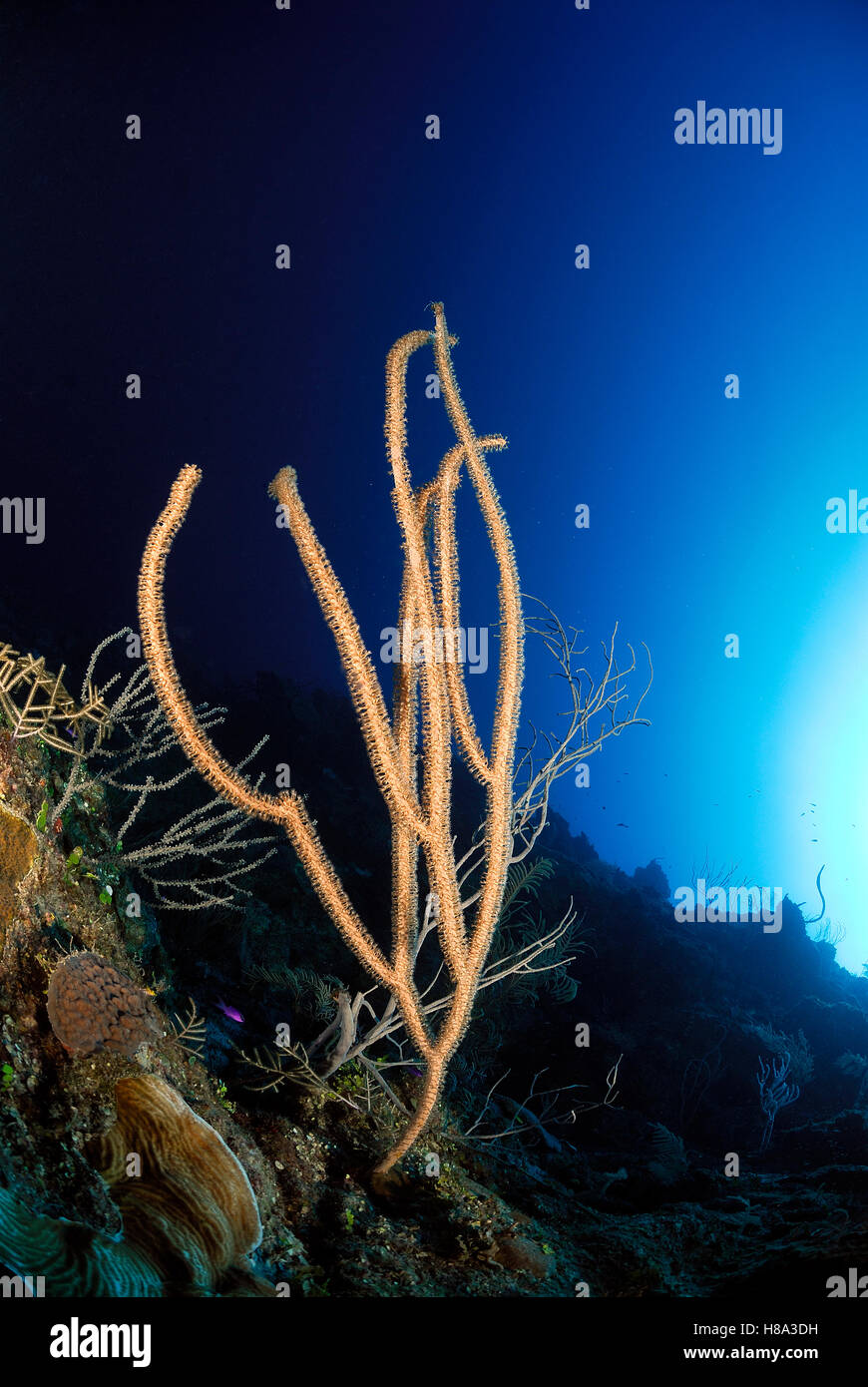 Giant Slit-pore Sea-Rod (Plexaurella nutans), Cayman Islands, Caribbean ...