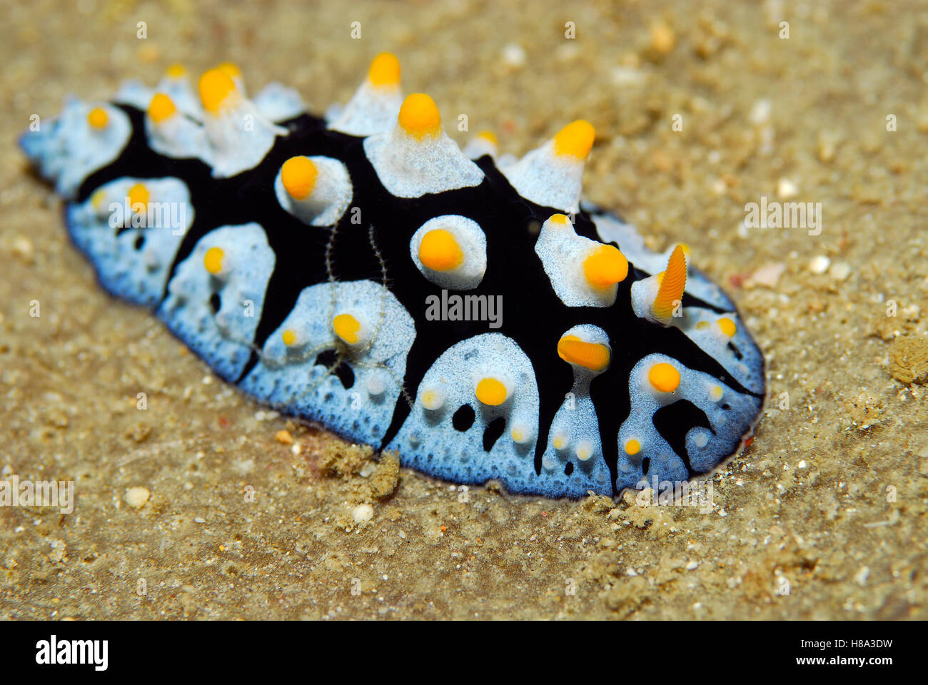 Nudibranch (Phyllidia coelestis), Indonesia Stock Photo - Alamy