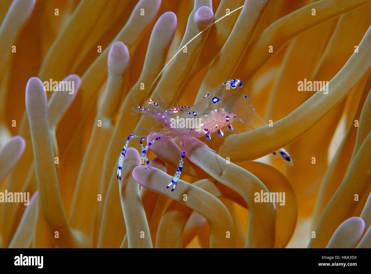 Shrimp (Periclimenes sp) in anemone, Indonesia Stock Photo - Alamy