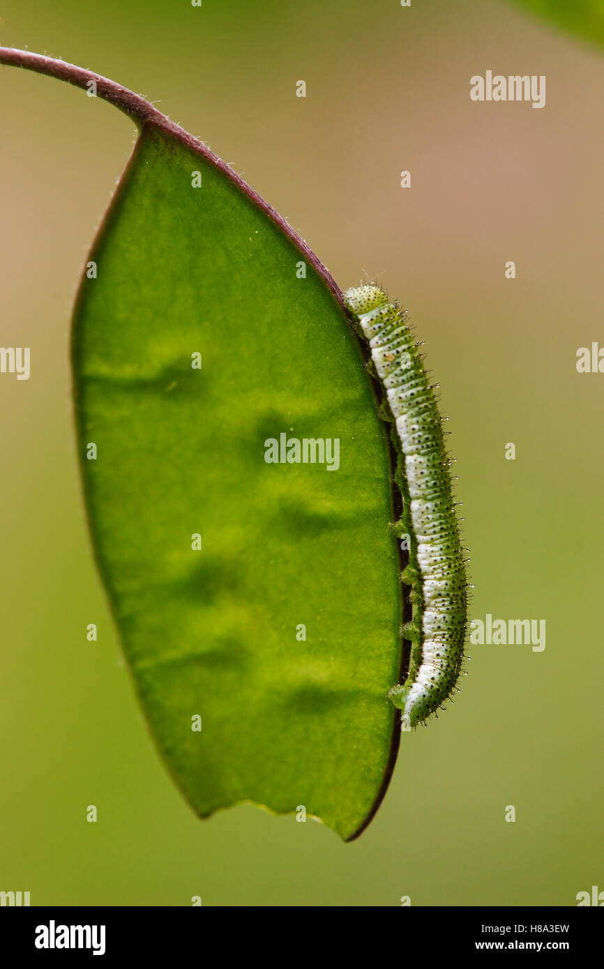 Orange Tip (Anthocharis cardamines) butterfly caterpillar on seed pod ...
