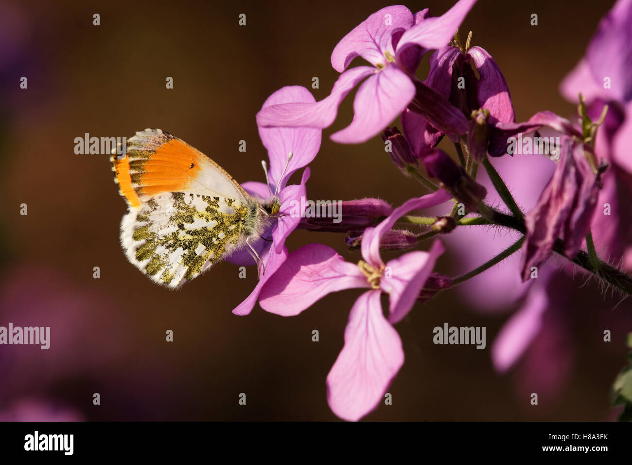 Orange Tip (Anthocharis cardamines) butterfly male, Hoogeloon, Noord ...