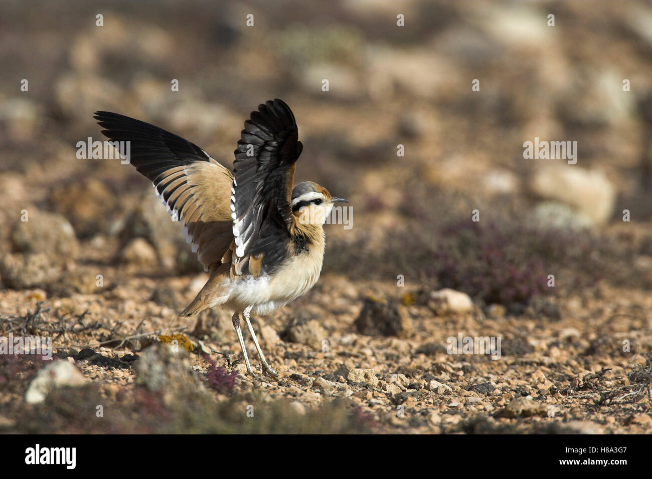 Cream-colored Courser (Cursorius cursor) spreading wings, Fuerteventura ...