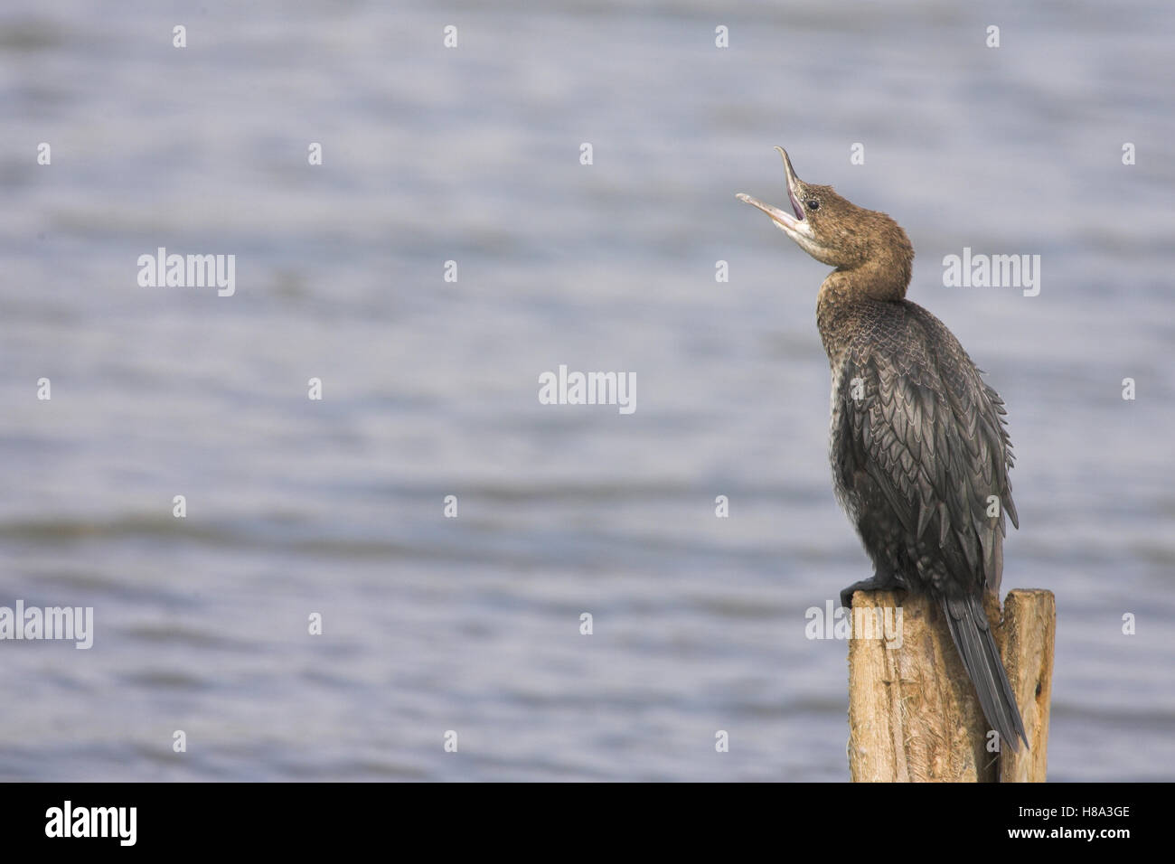 Pygmy Cormorant (Microcarbo pygmeus) calling from post, Evros delta ...