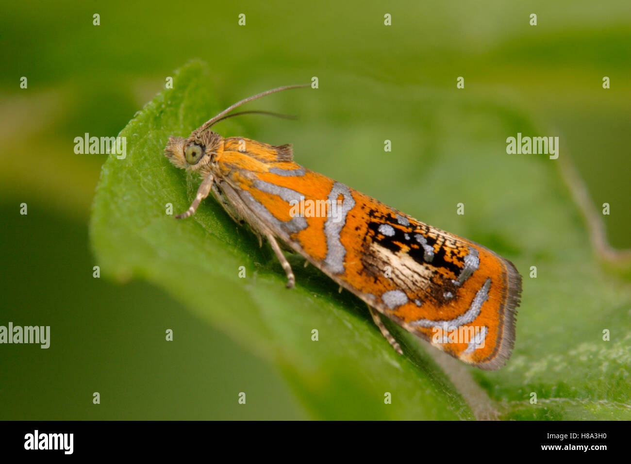 Tortrix Moth (Olethreutes arcuella) on leaf, Hoogeloon, Noord-Brabant ...
