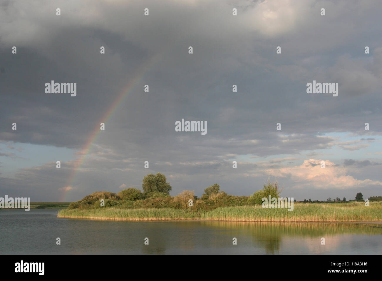 Rainbow above reed beds, Dijkwater, Zeeland, Netherlands Stock Photo ...