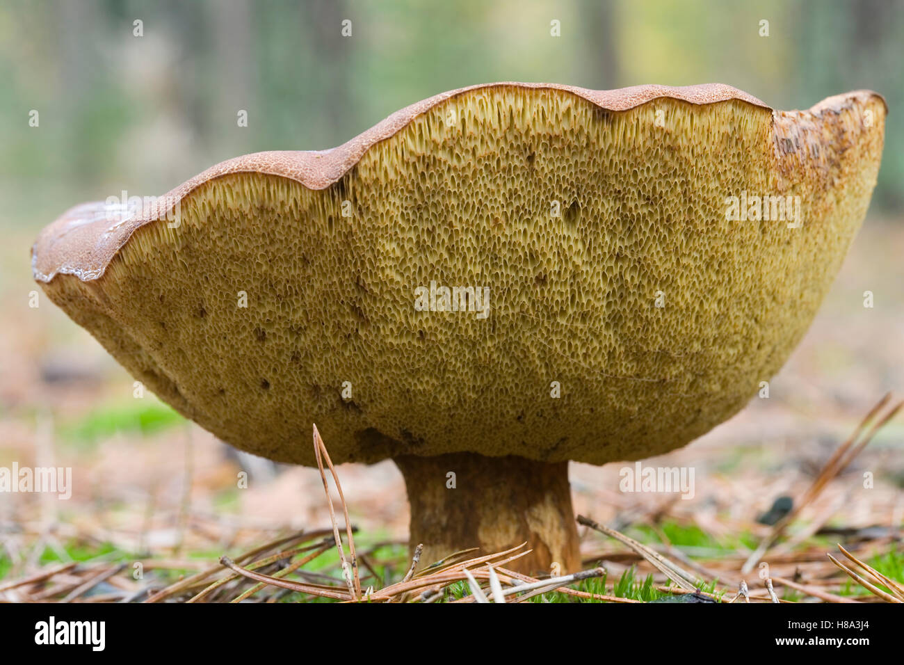 Bay Bolete (Boletus badius) mushroom, Eerbeek, Gelderland, Netherlands ...