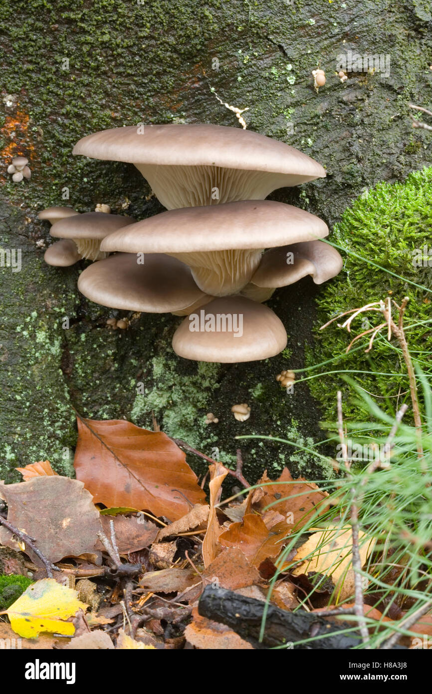 Oyster Mushroom (Pleurotus ostreatus) group on beech tree trunk, Eerbeek, Gelderland ...